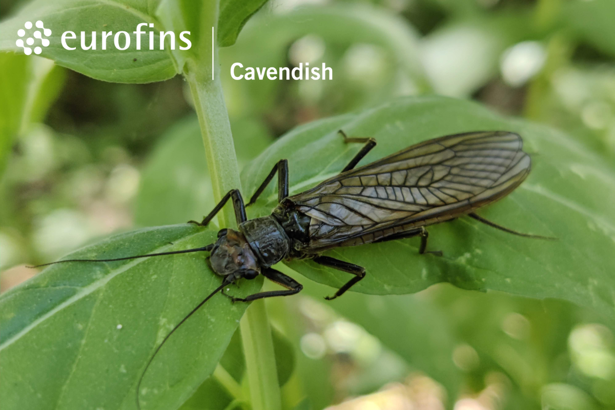 ¿Cómo usar los RNT y RLC, los antiguos TC1 y TC2 en CAE?